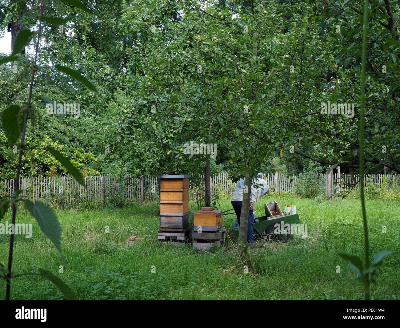 Green bee suit hi-res stock photography and images - Alamy
