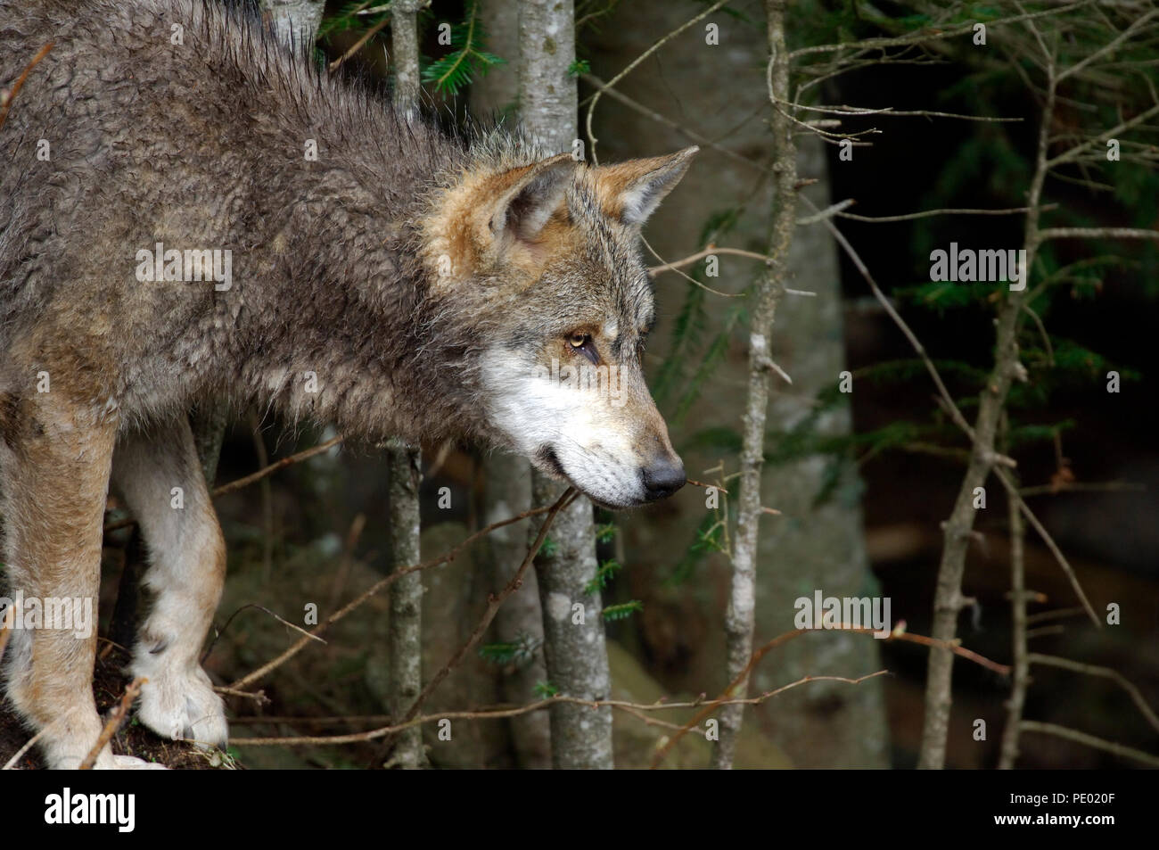 European Grey Wolf (Canis lupus) - portrait Loup d'Europe Stock Photo ...