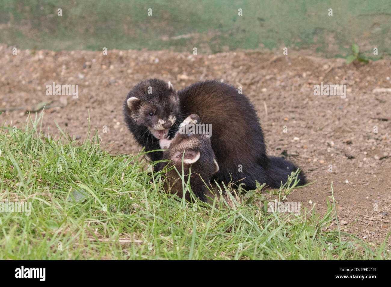 Black polecat uk hi-res stock photography and images - Alamy