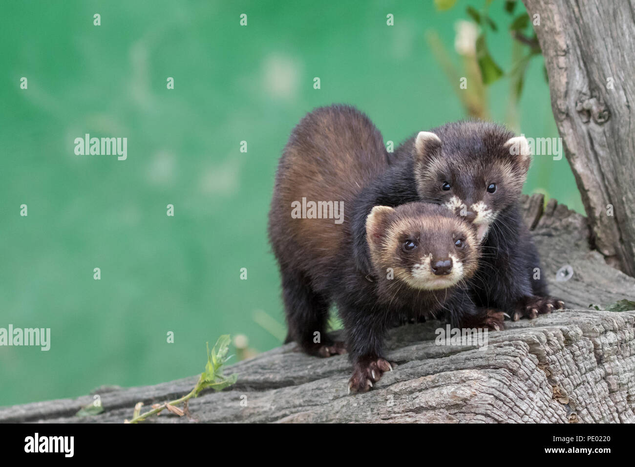 Polecat uk young hi-res stock photography and images - Alamy
