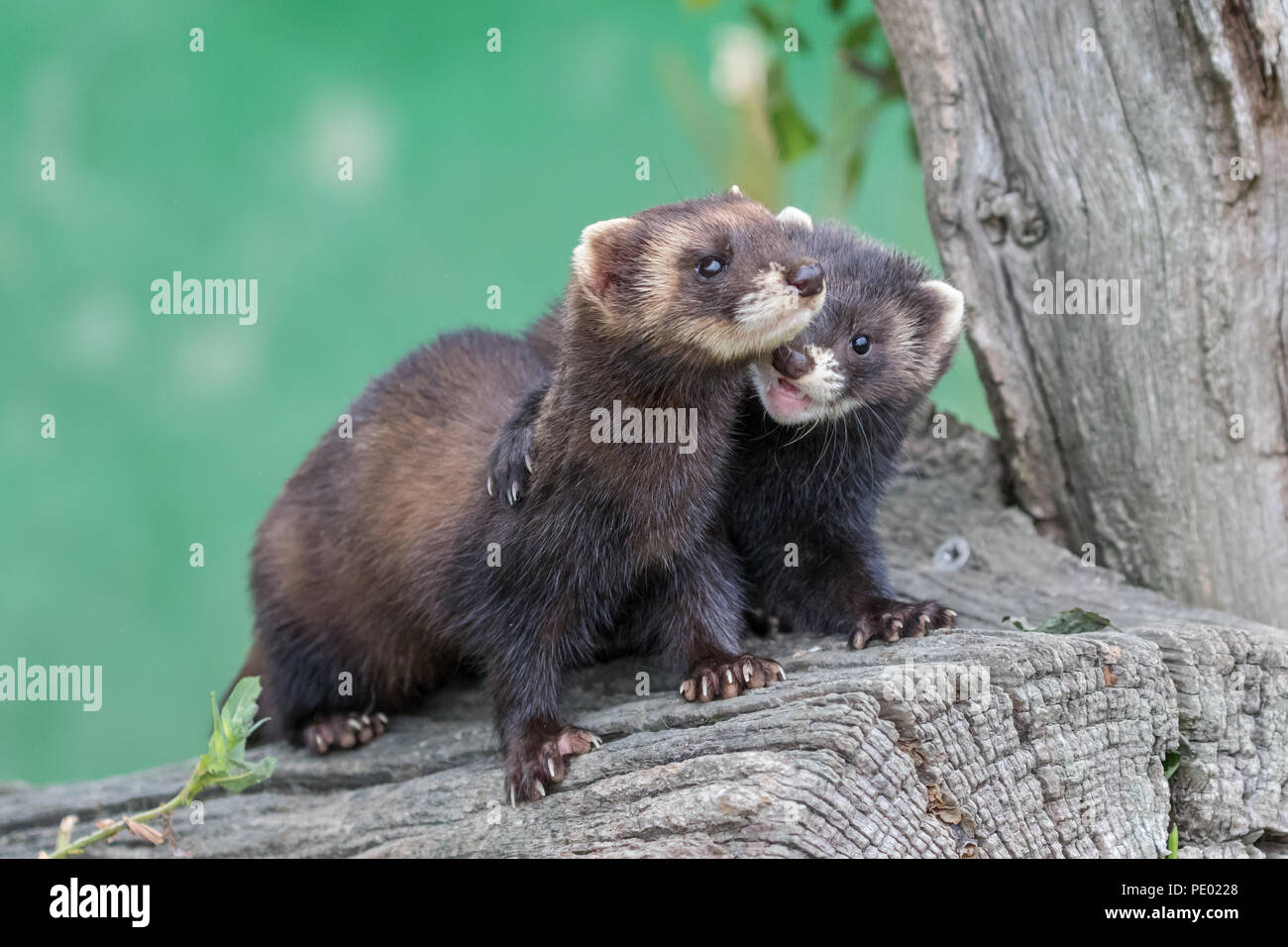Polecat uk young hi-res stock photography and images - Alamy