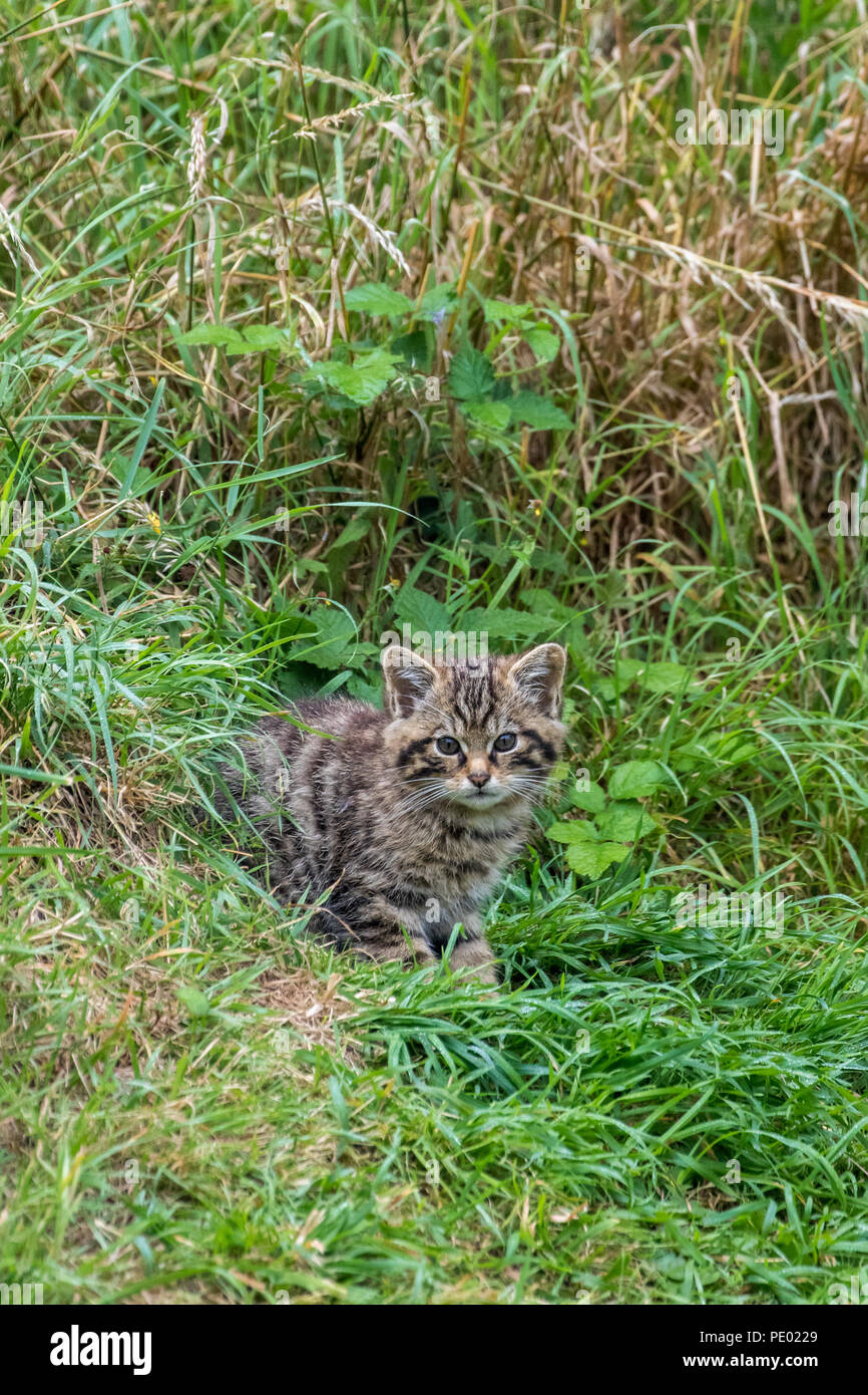 Scottish wildcat kitten (Felis silvestris grampia), or Highland tiger ...