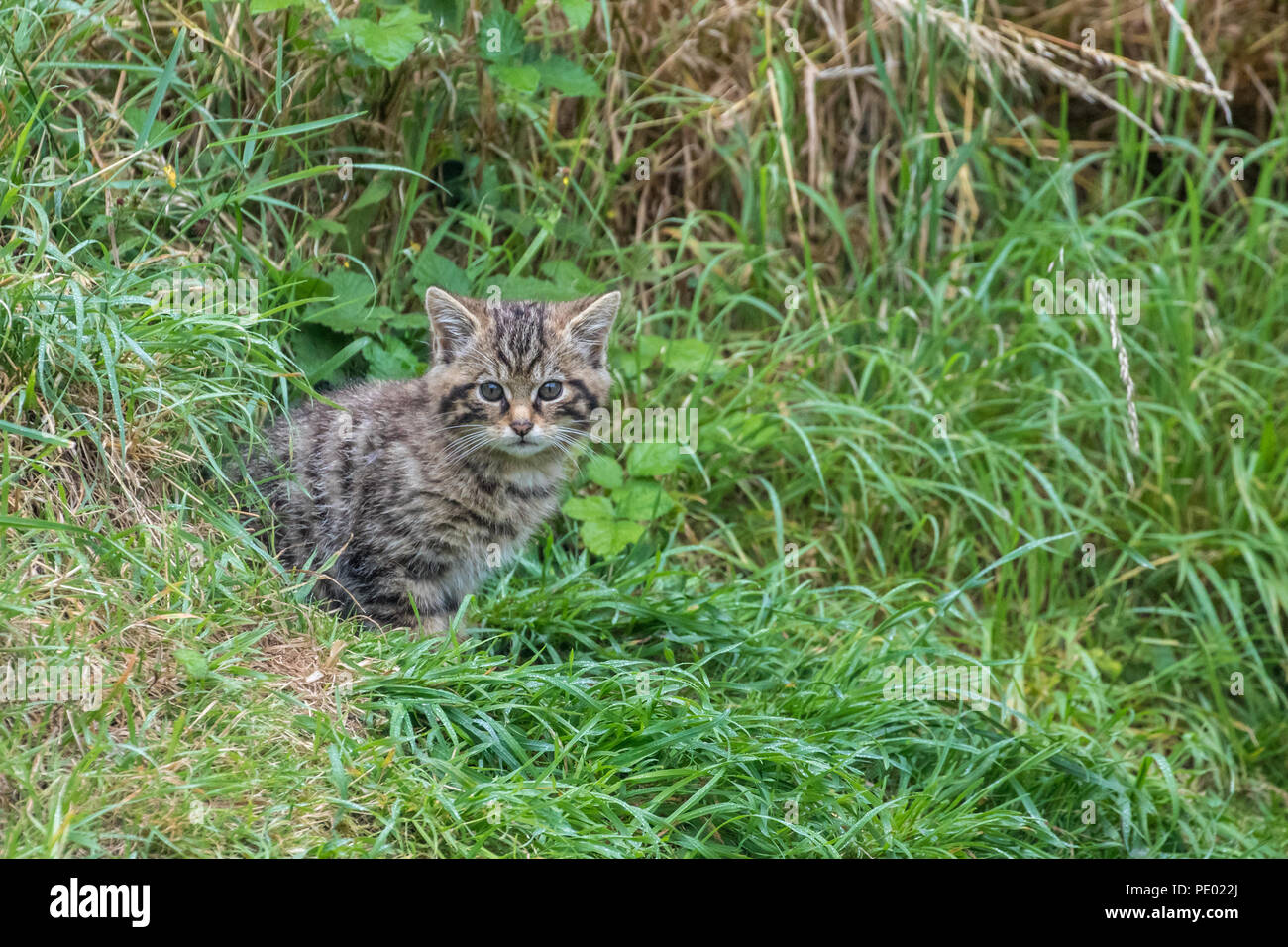 Scottish wildcat kitten (Felis silvestris grampia), or Highland tiger ...