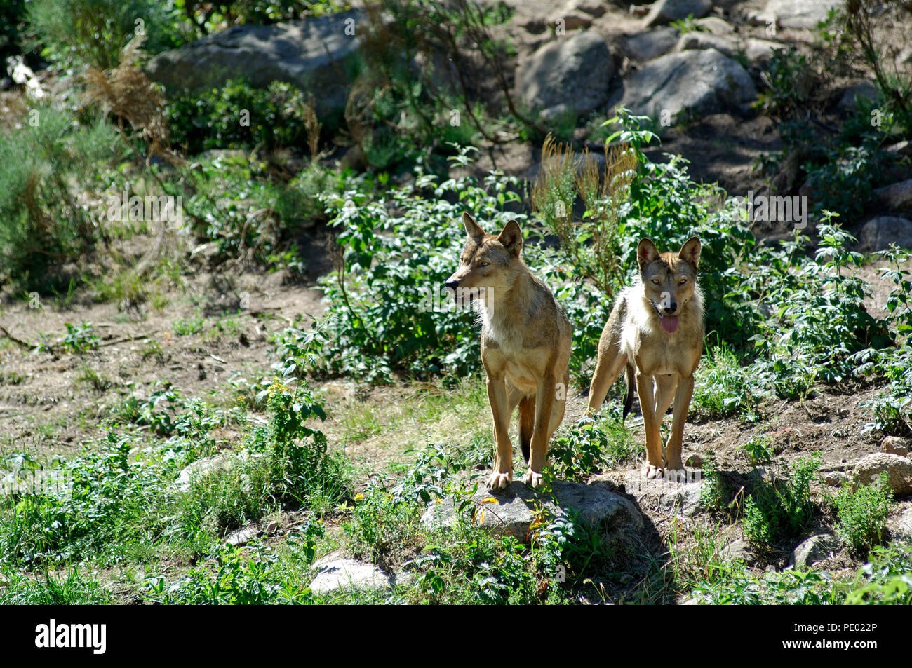 European Grey Wolf (Canis lupus) - couple Loup d'Europe Stock Photo - Alamy