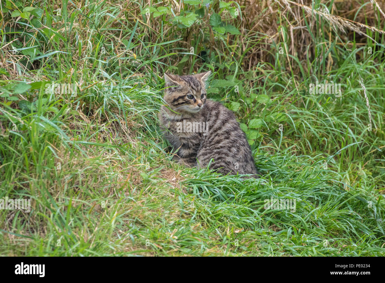 Scottish wildcat kitten (Felis silvestris grampia), or Highland tiger ...