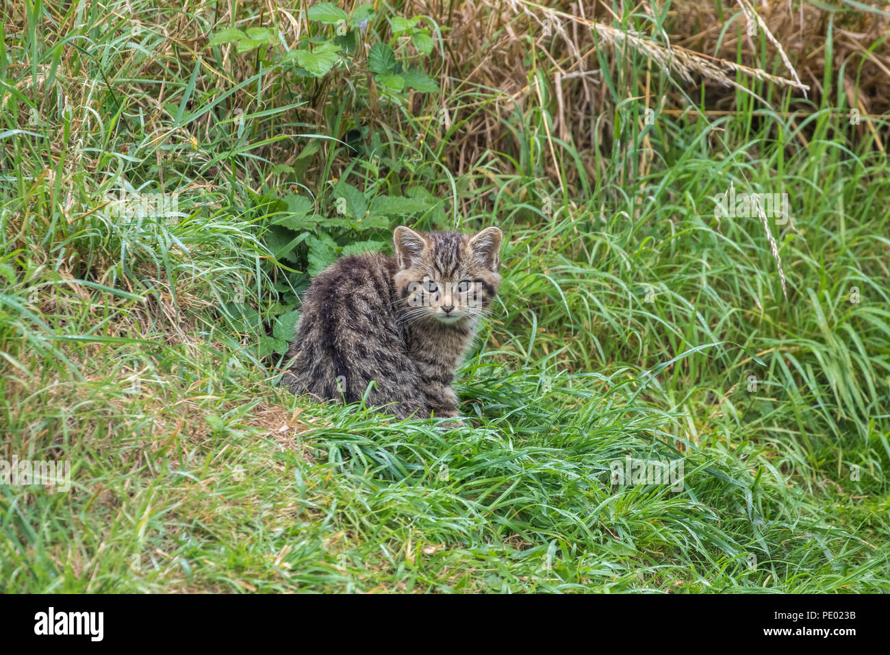 Scottish wildcat kitten (Felis silvestris grampia), or Highland tiger ...