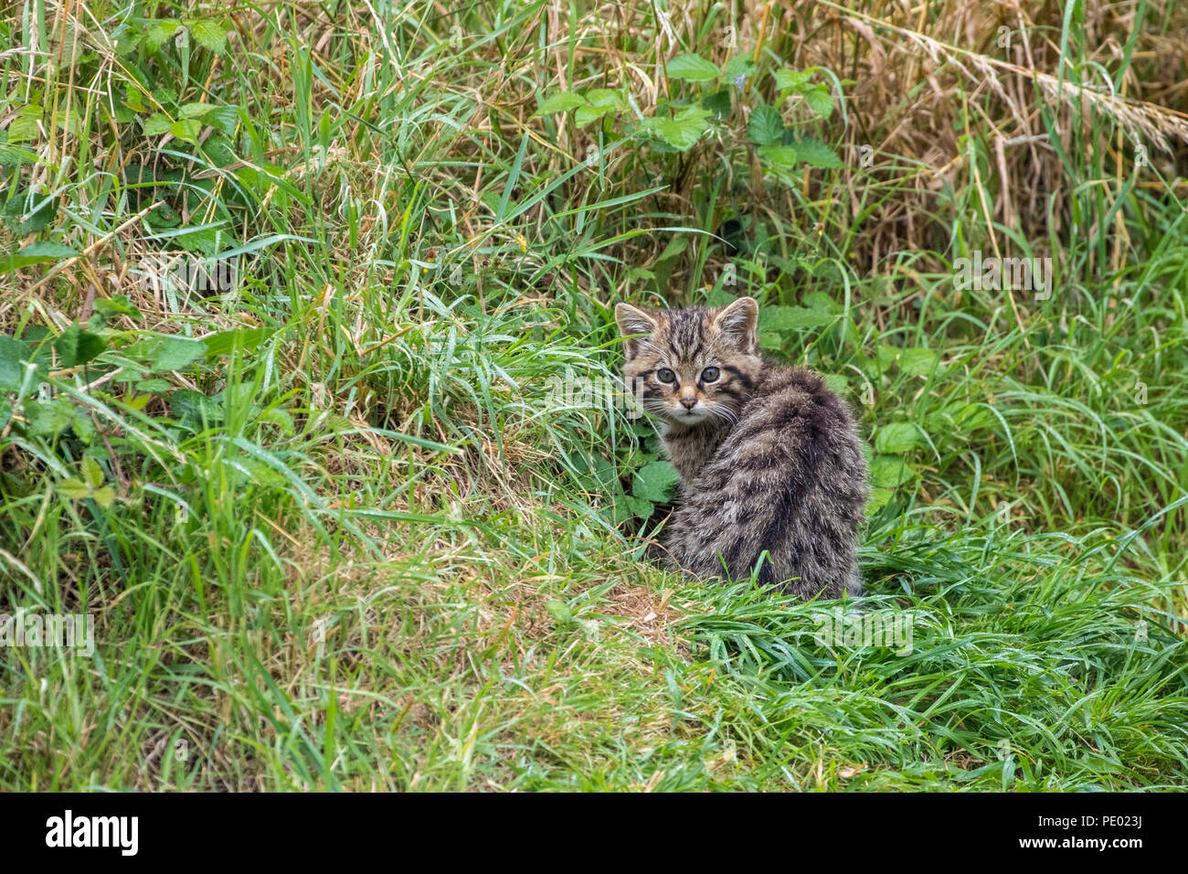 Scottish wildcat kitten (Felis silvestris grampia), or Highland tiger ...