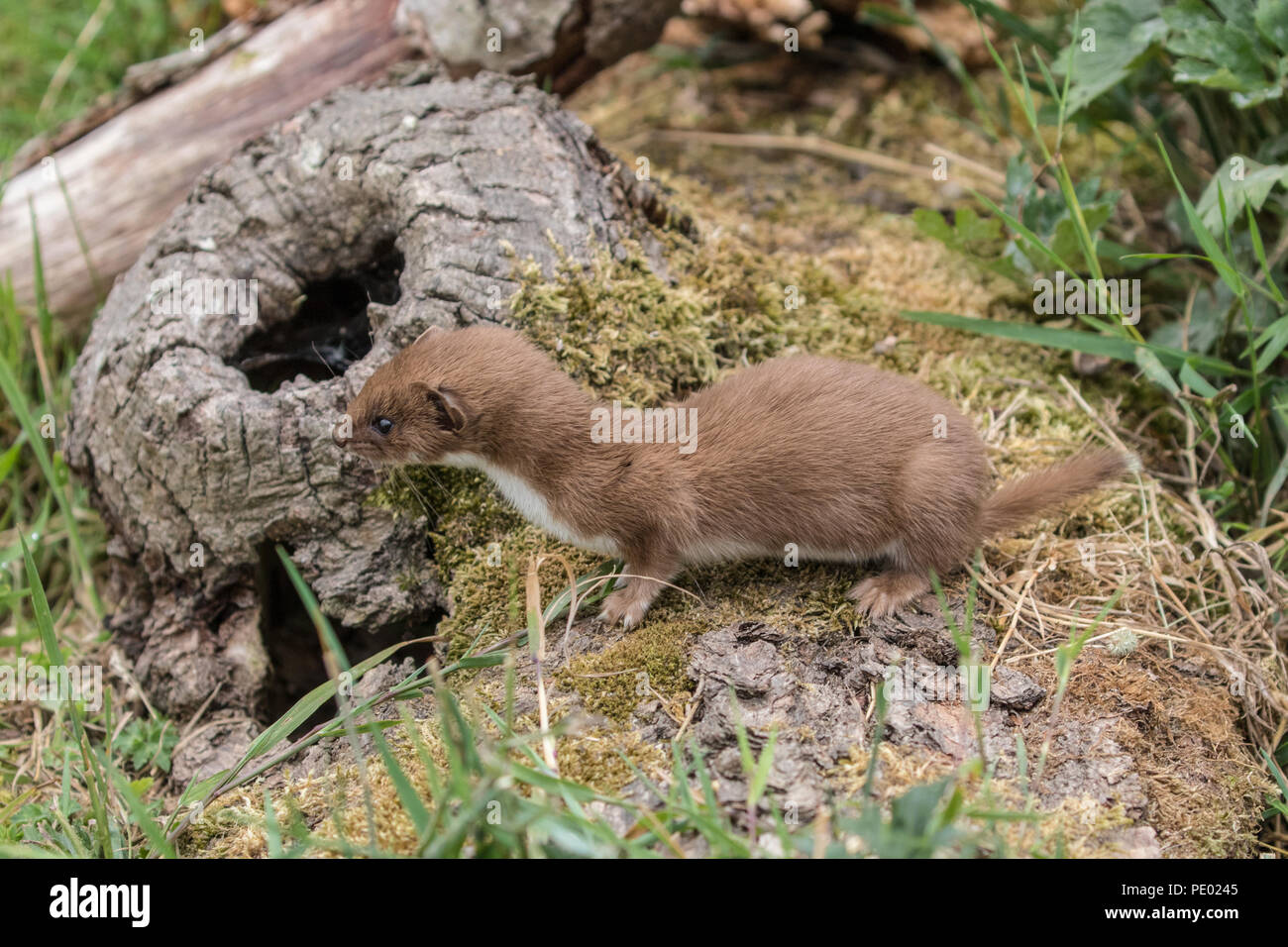 Weasel least hi-res stock photography and images - Alamy
