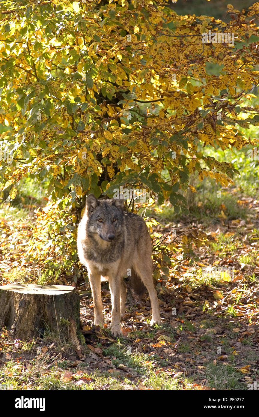 European Grey Wolf (Canis lupus) Loup d'Europe Stock Photo - Alamy