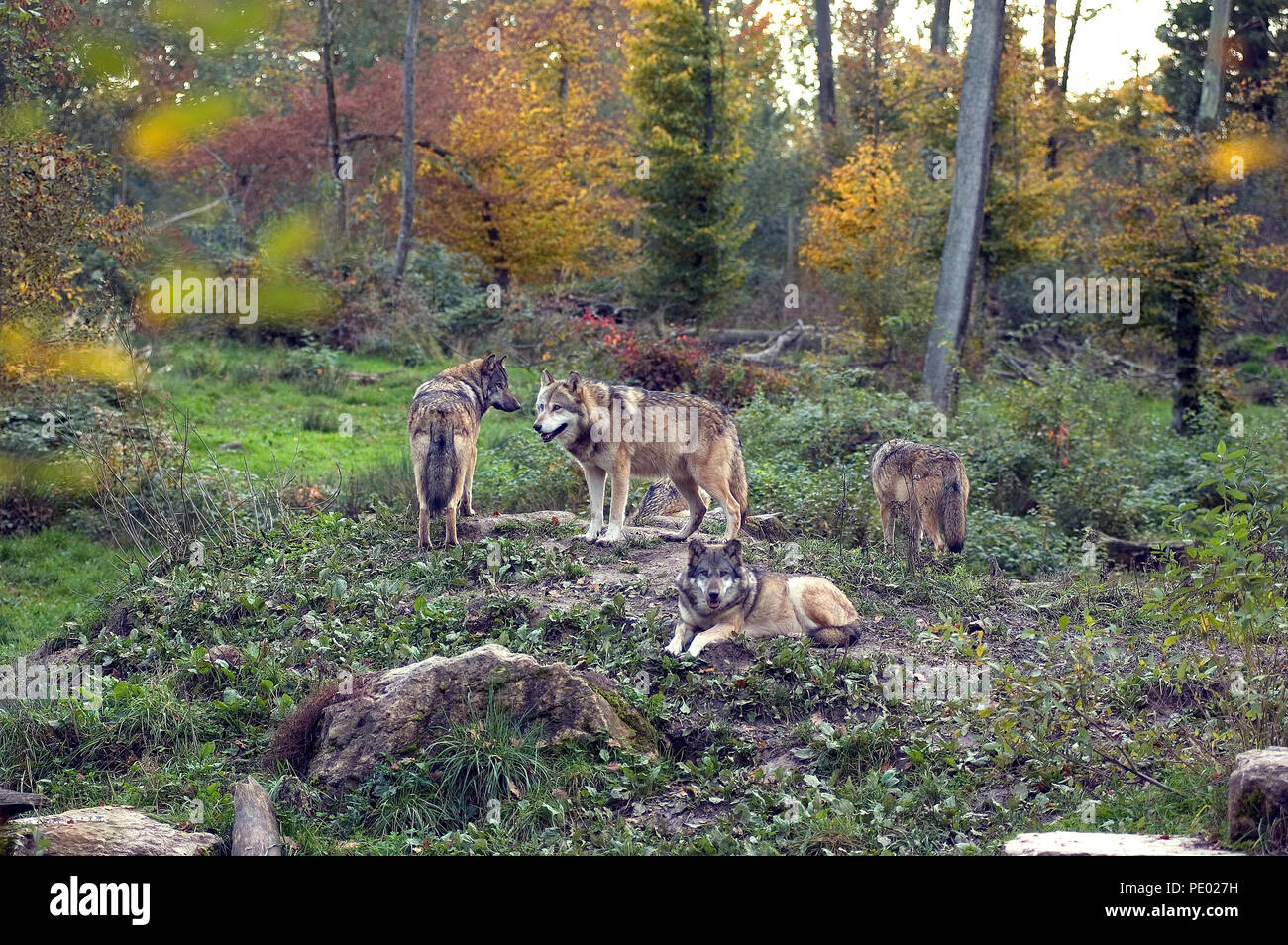 Meute High Resolution Stock Photography and Images - Alamy