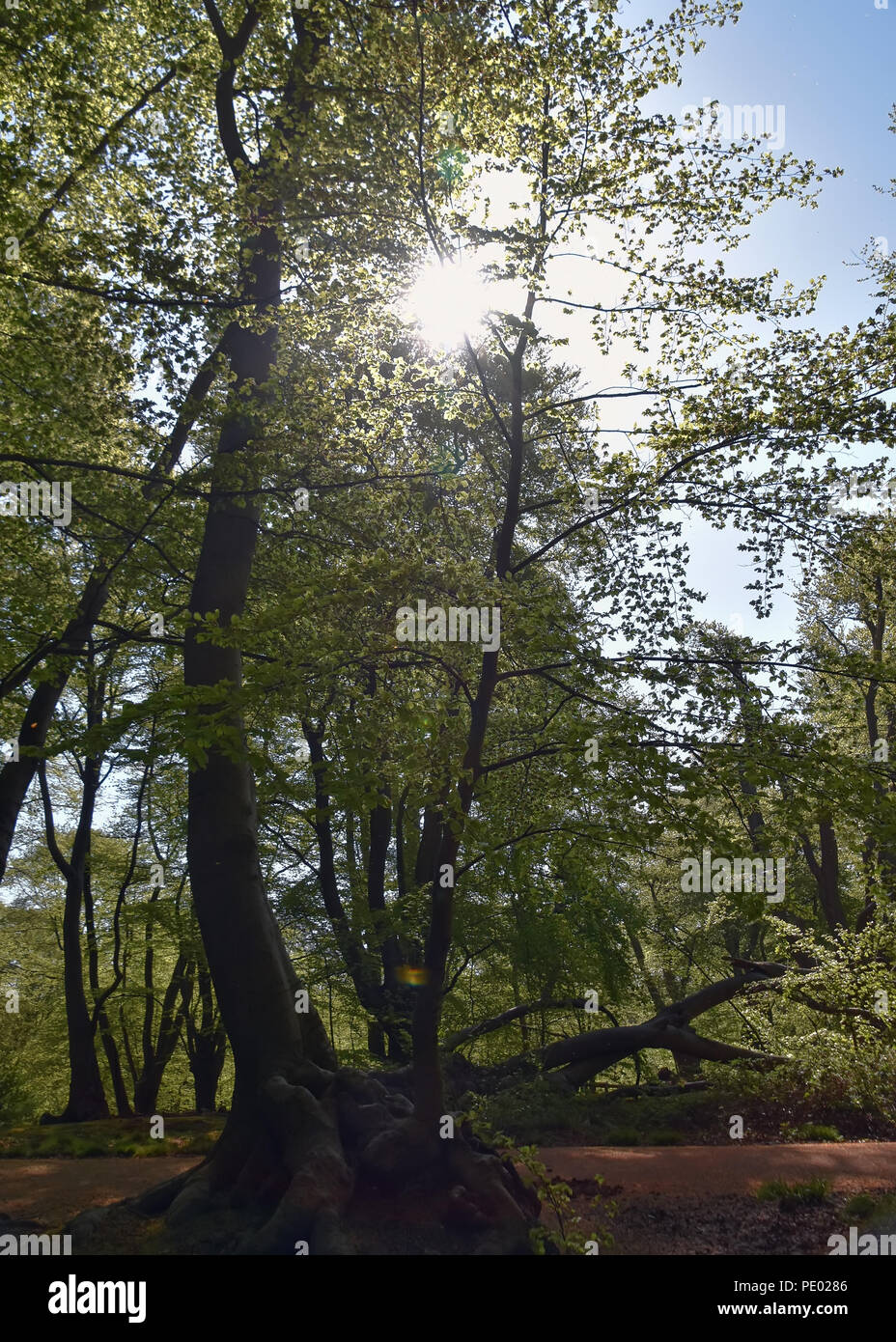 Epping forest england summer hi-res stock photography and images - Alamy