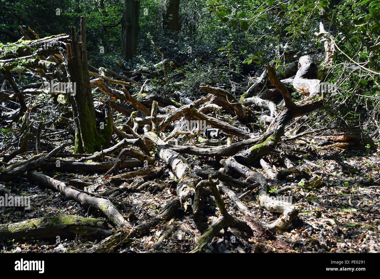 Epping forest spring hi-res stock photography and images - Alamy