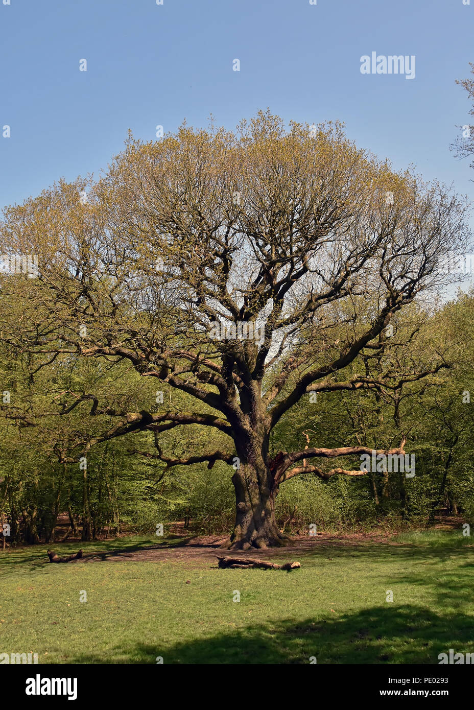 Epping Forest England Summer High Resolution Stock Photography and ...
