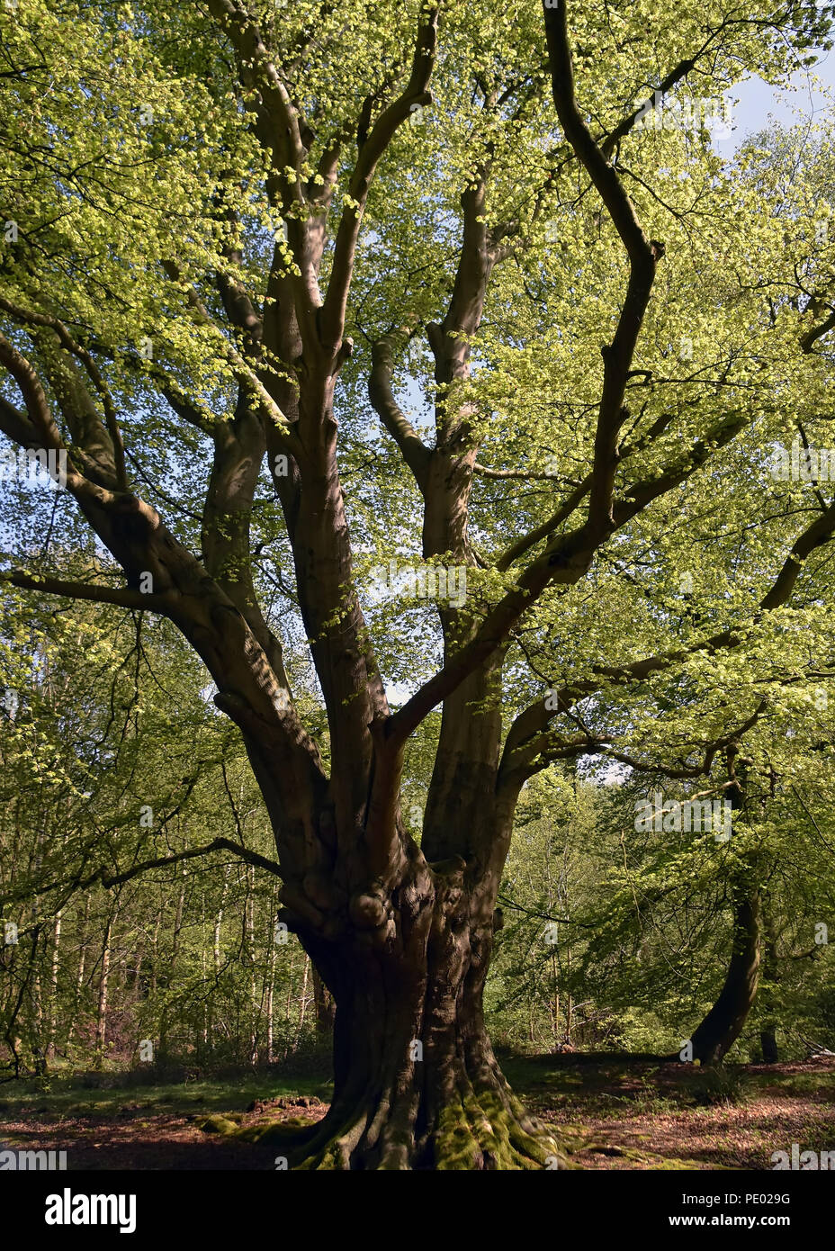 Epping forest england summer hi-res stock photography and images - Alamy