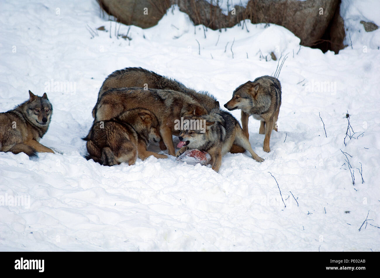 European Grey Wolf (Canis lupus) - Alpha protecting meat! Loup d'Europe ...