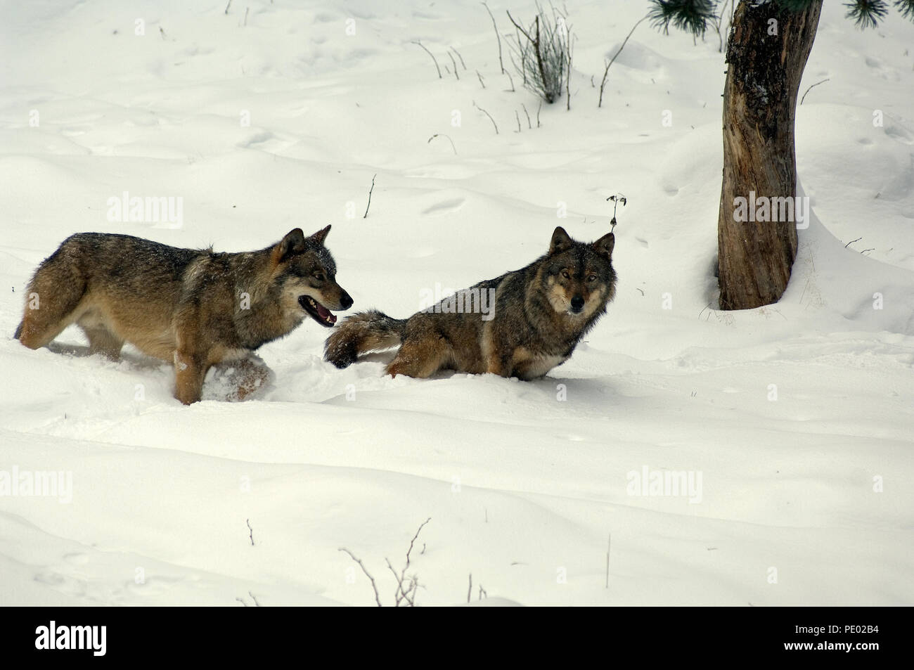 European Grey Wolf (Canis lupus) - Couple Loup d'Europe Stock Photo - Alamy
