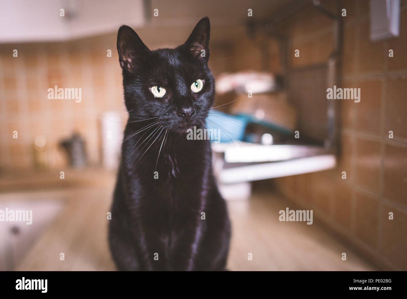 A black cat sitting on kitchen worktop and meowing Stock Photo - Alamy