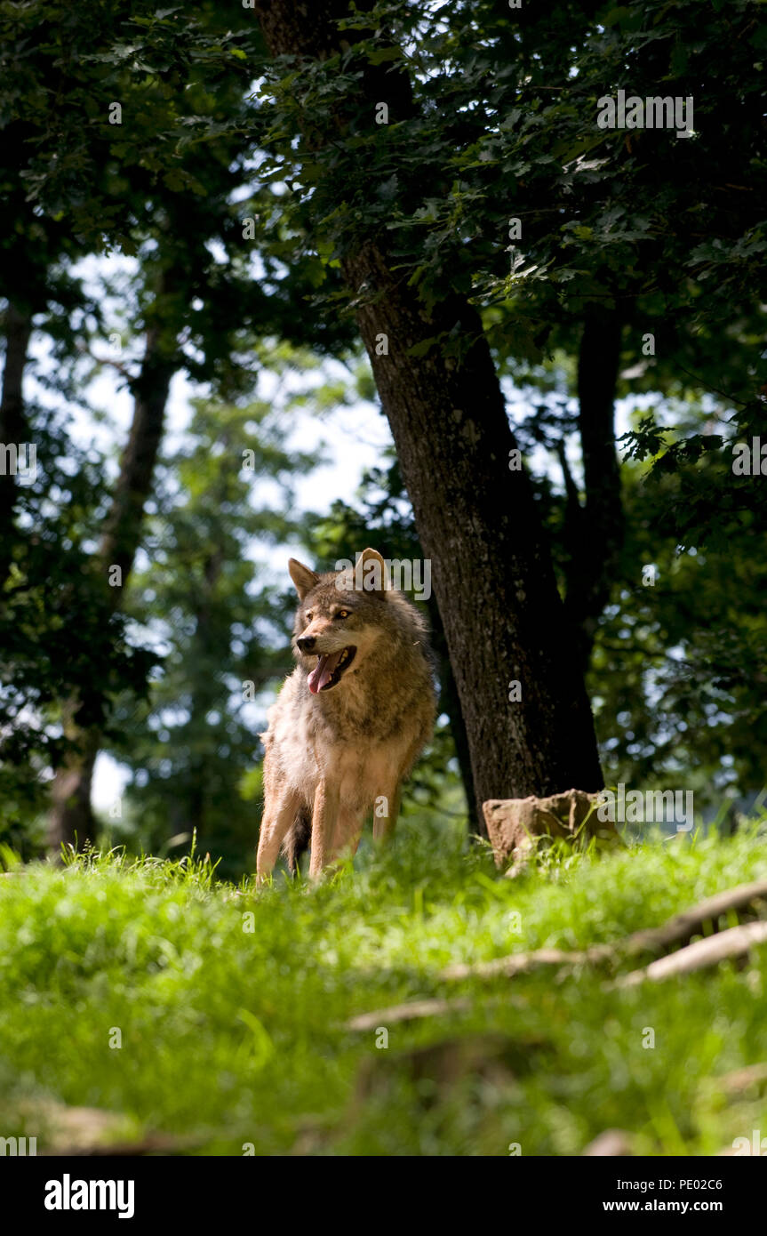 The european grey wolf hi-res stock photography and images - Alamy