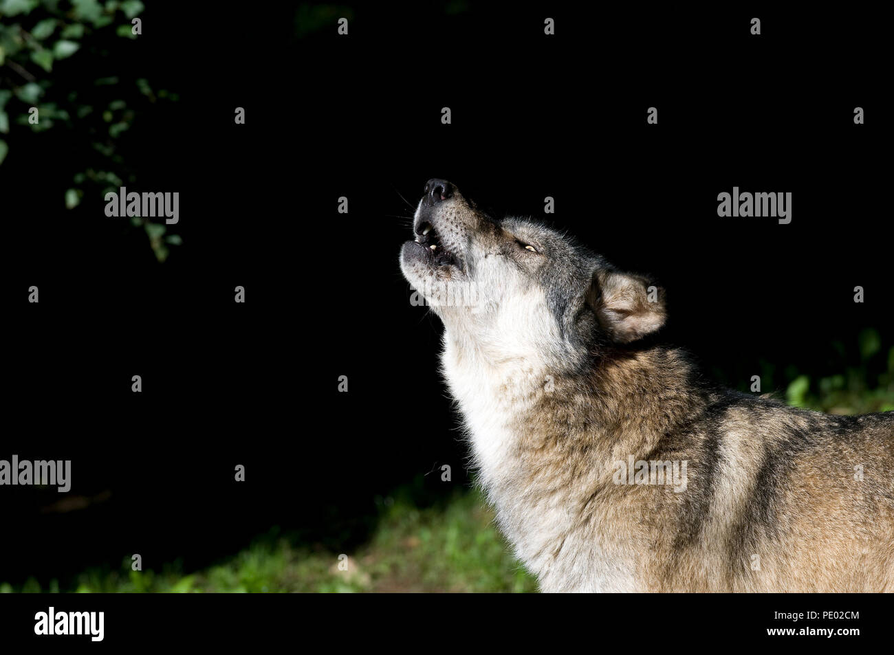 Howling grey wolf hi-res stock photography and images - Alamy