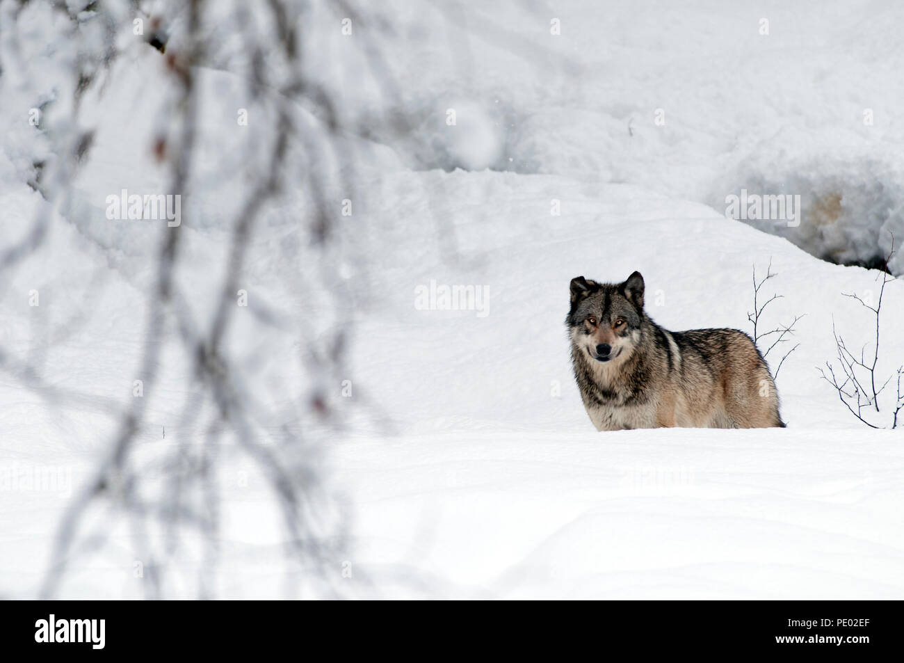 Grey wolf snow hi-res stock photography and images - Alamy