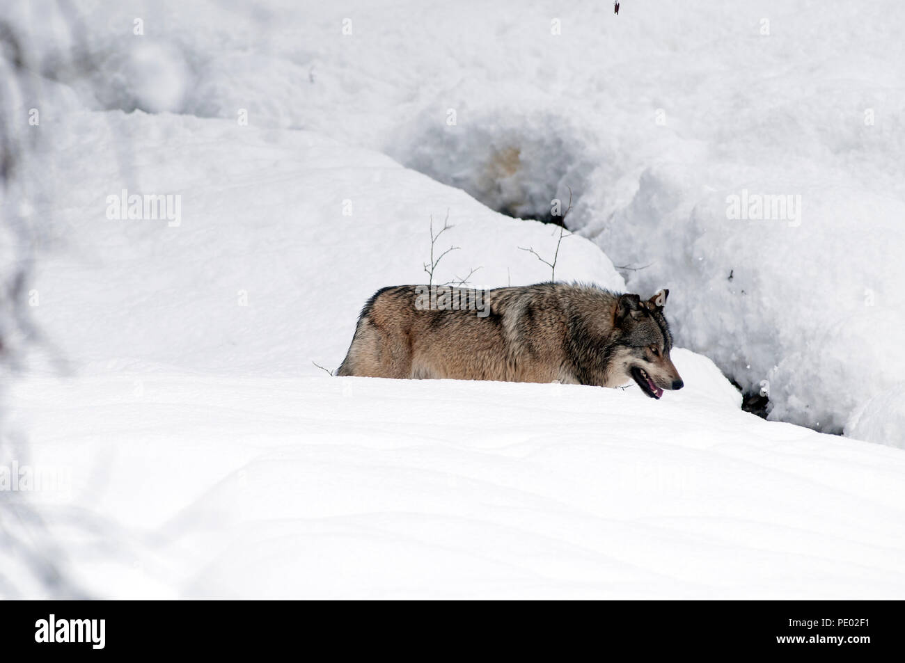 Grey Wolf in the snow (Canis lupus Stock Photo - Alamy