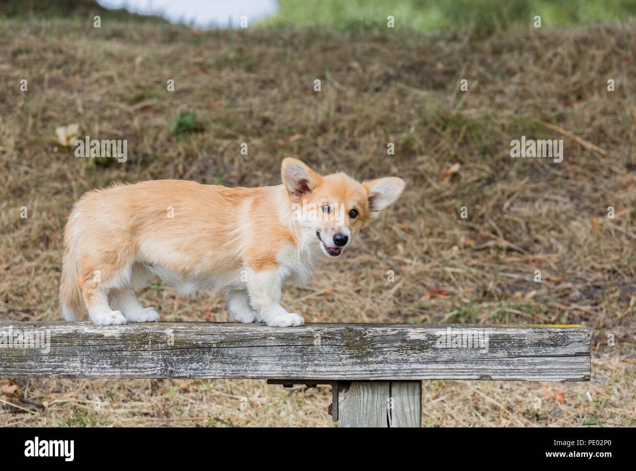 Corgie portrait hi-res stock photography and images - Alamy
