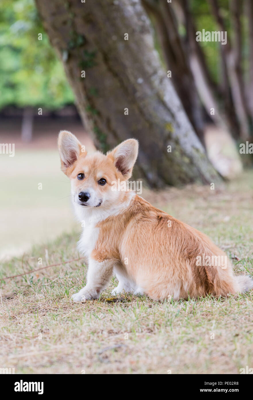 4 month old Welsh Pembroke Corgi puppy on a walk in the countryside ...