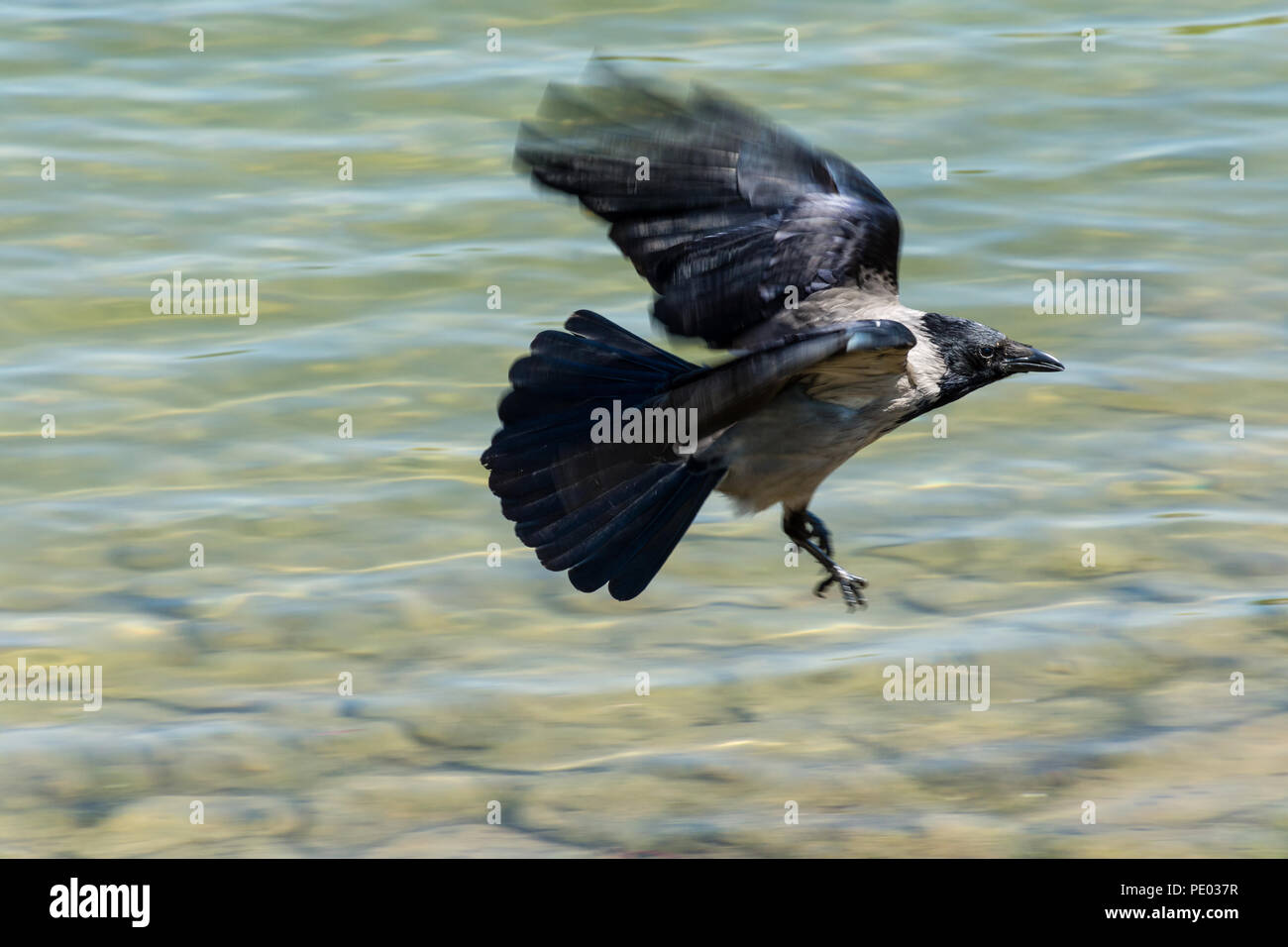 Crow In Flight Stock Photo - Alamy