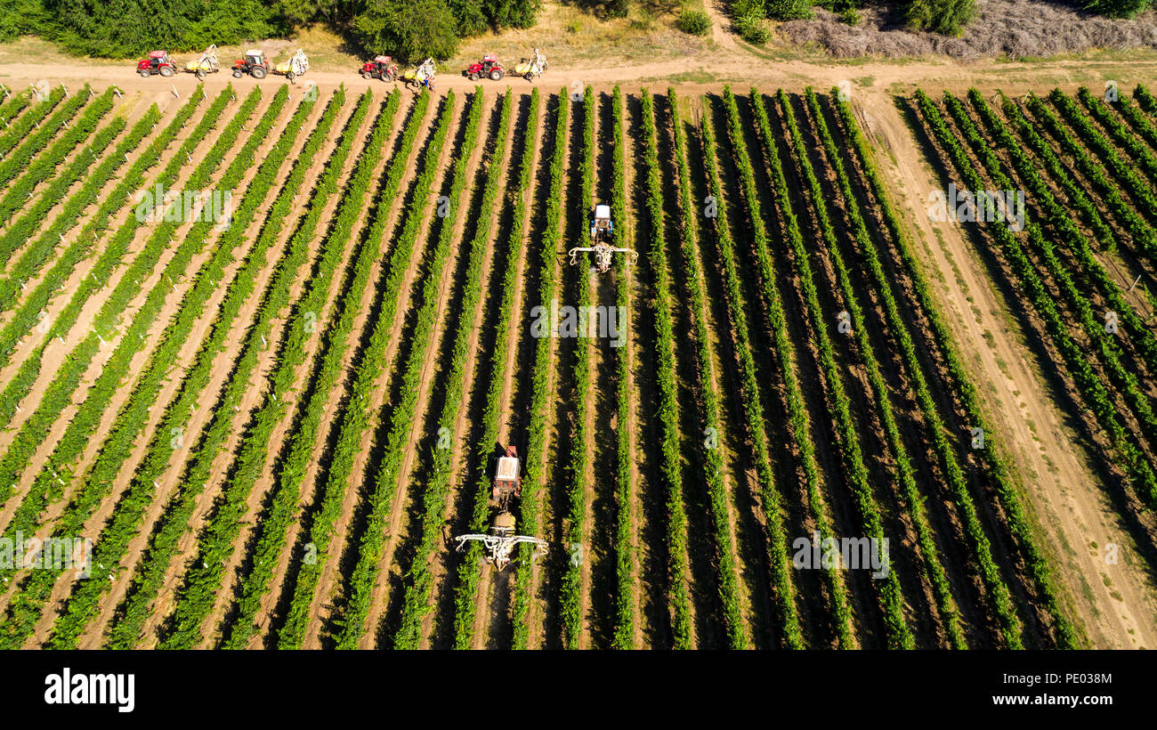 Aerial view of a tractor harvesting grapes in a vineyard. Farmer ...