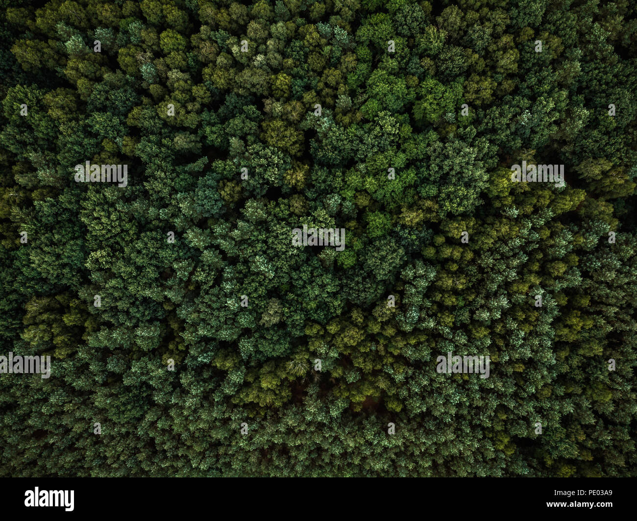 Jungle canopy, birds eye view hi-res stock photography and images - Alamy