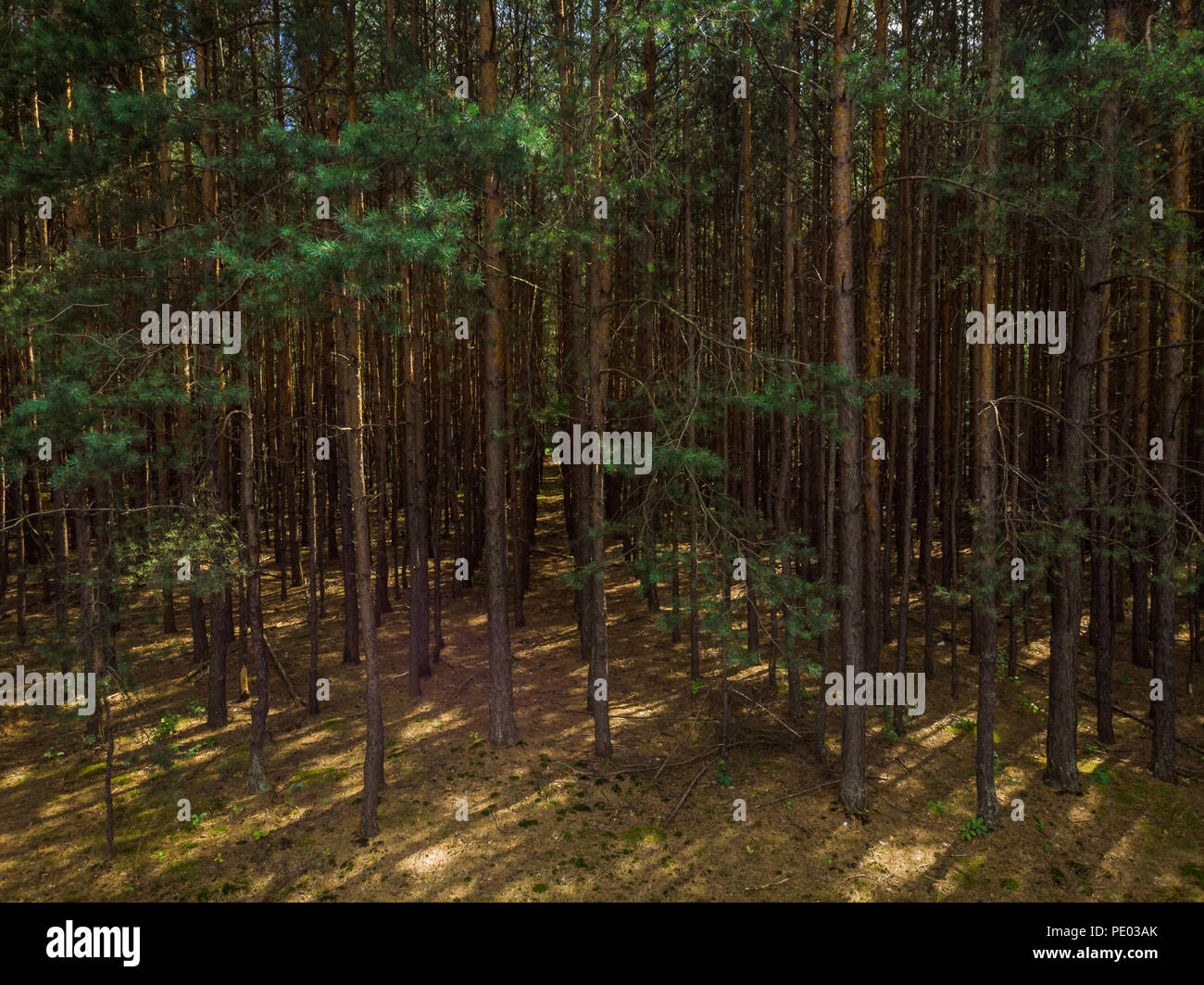 Elevated view trough dense pine forest Stock Photo - Alamy