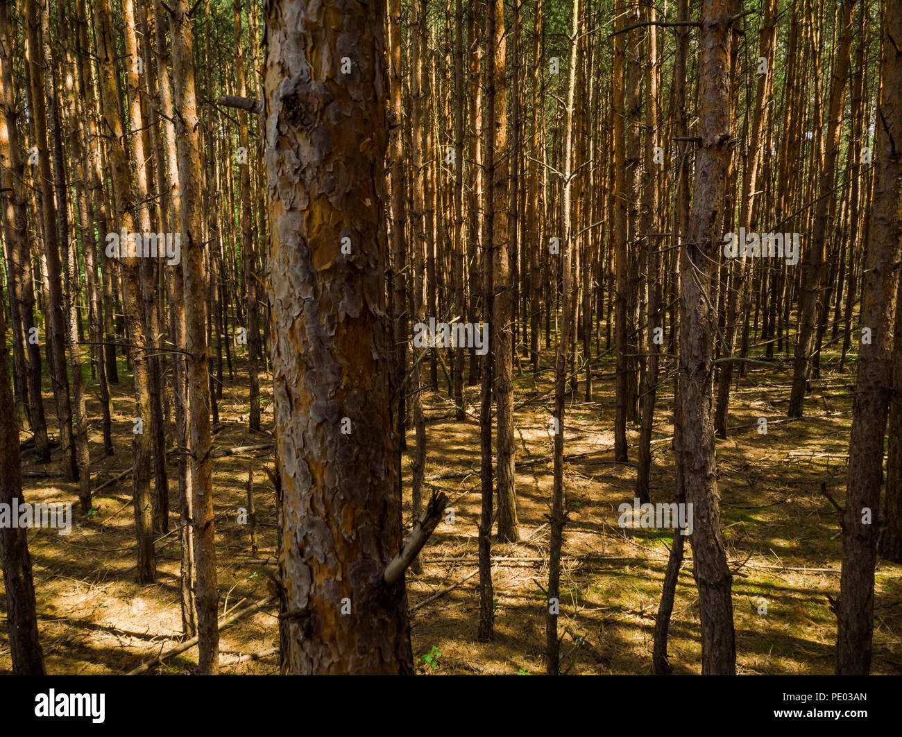 Aerial view dense forest tall hi-res stock photography and images - Alamy