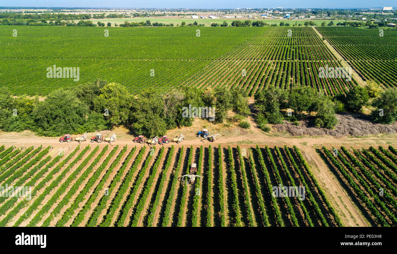 Aerial view of a tractor harvesting grapes in a vineyard. Farmer ...