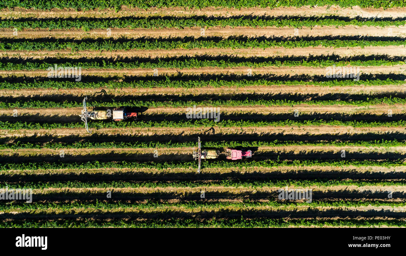 Aerial view of a tractor harvesting grapes in a vineyard. Farmer ...