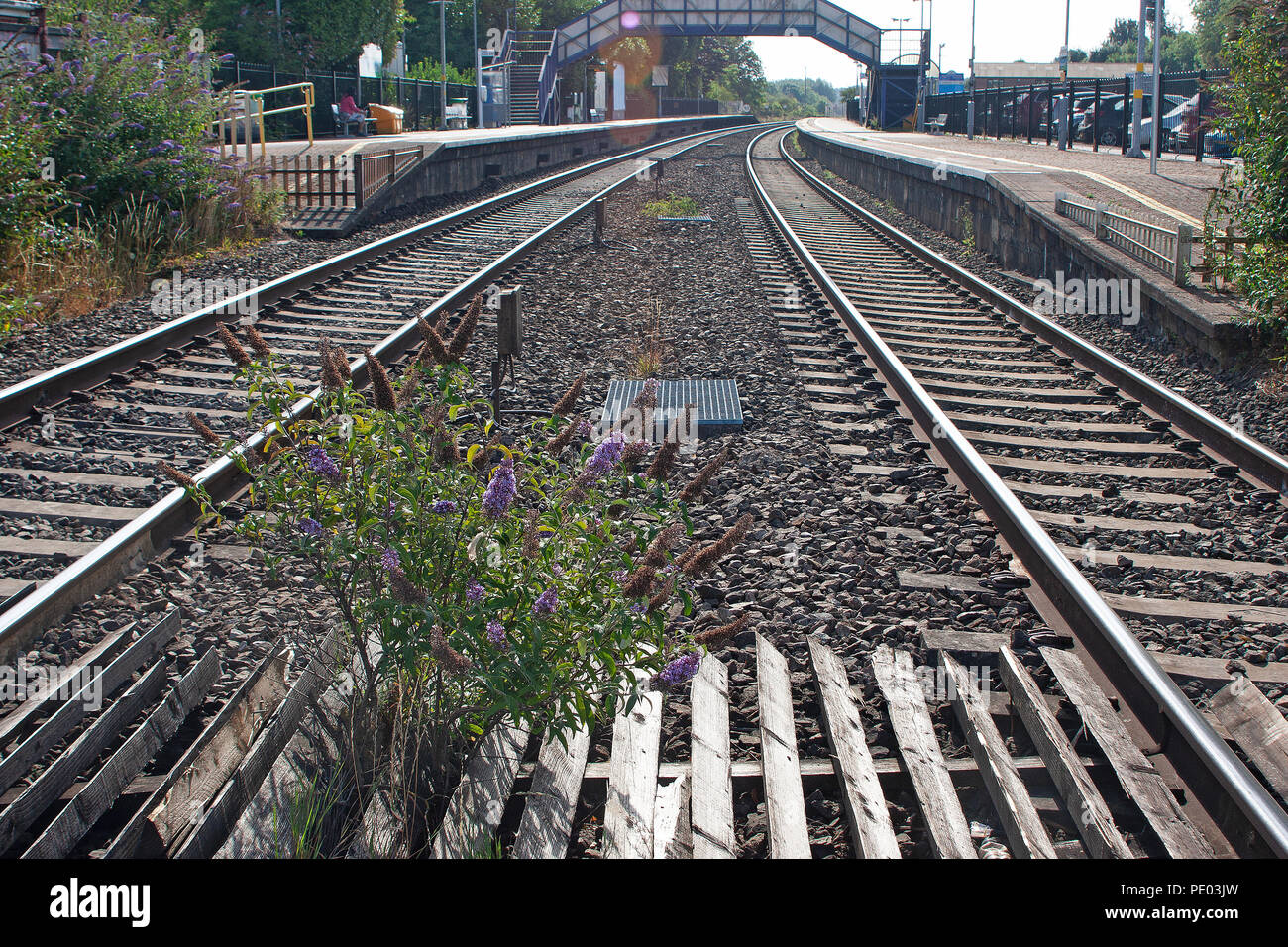 Buddleia growing on the track at Hungerford station on the GWR route ...