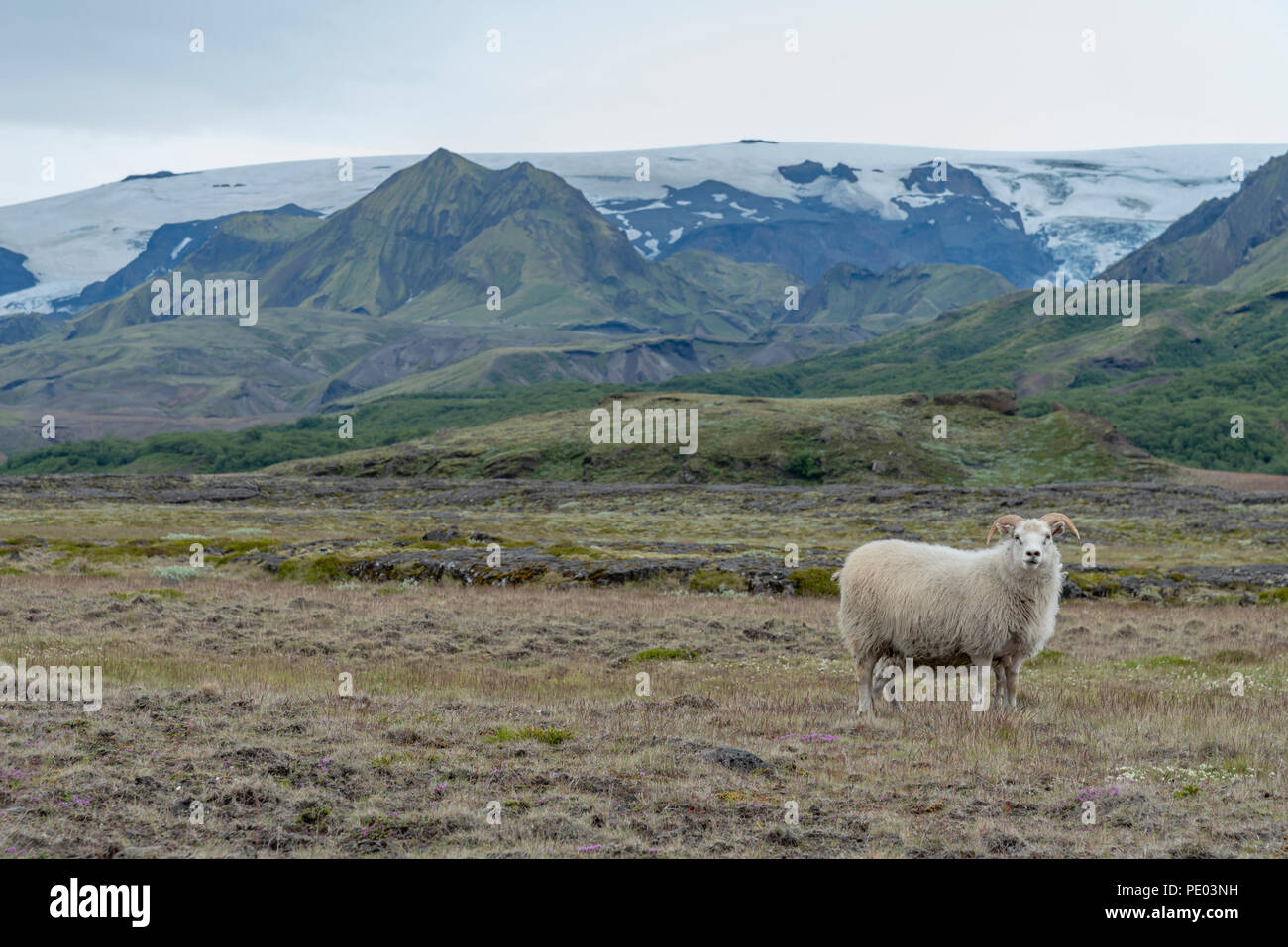 Ram in Icelandic landscape Stock Photo - Alamy