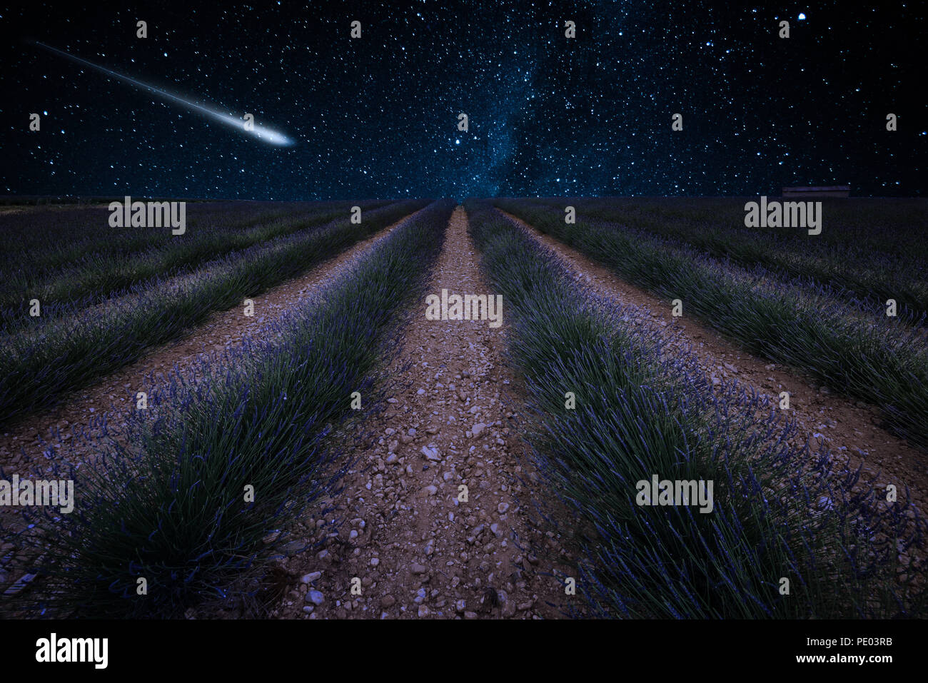 Perseid Meteor Shower and the Milky Way over lavender fields in ...