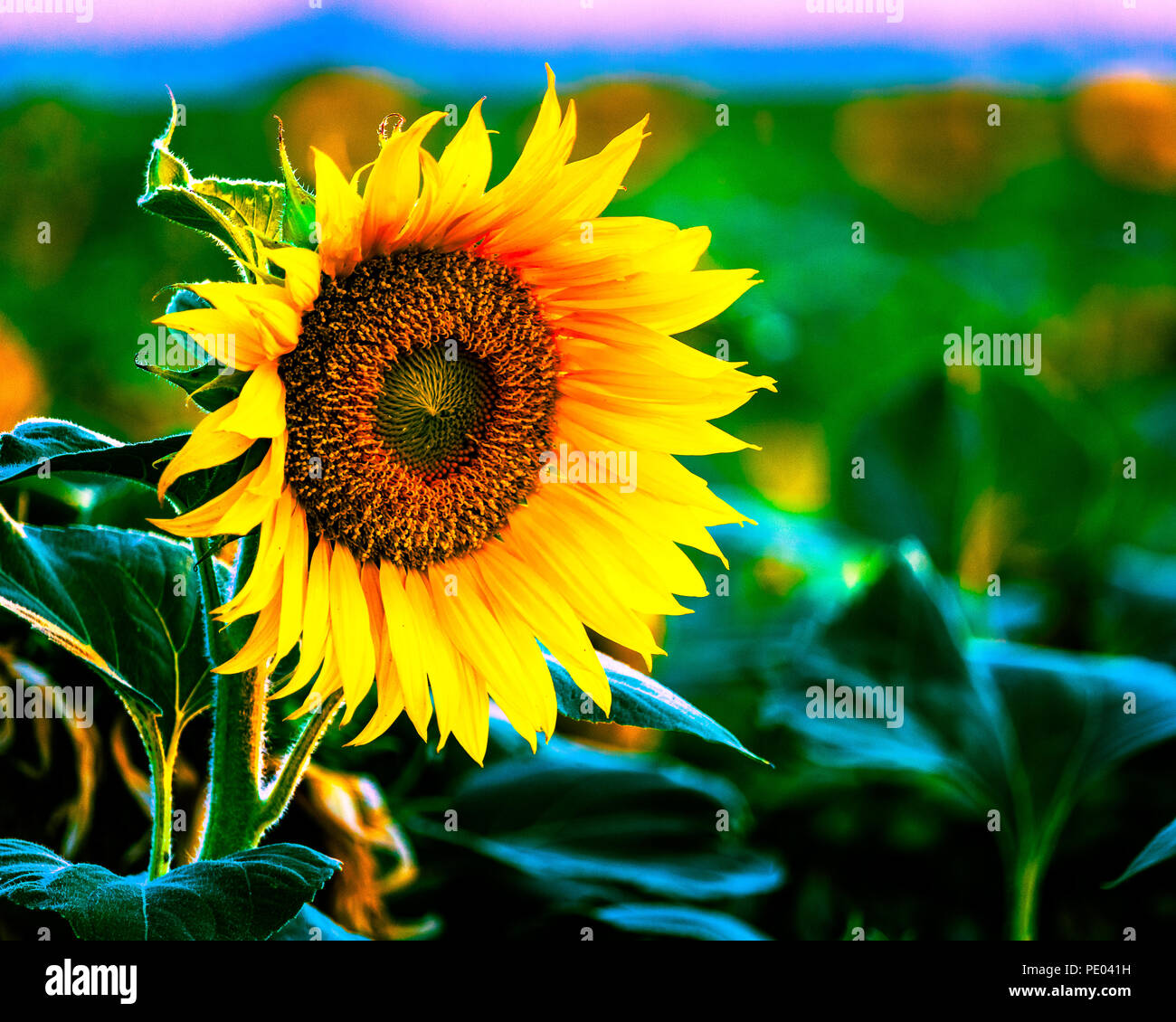 Sunflower field pictures hi-res stock photography and images - Alamy