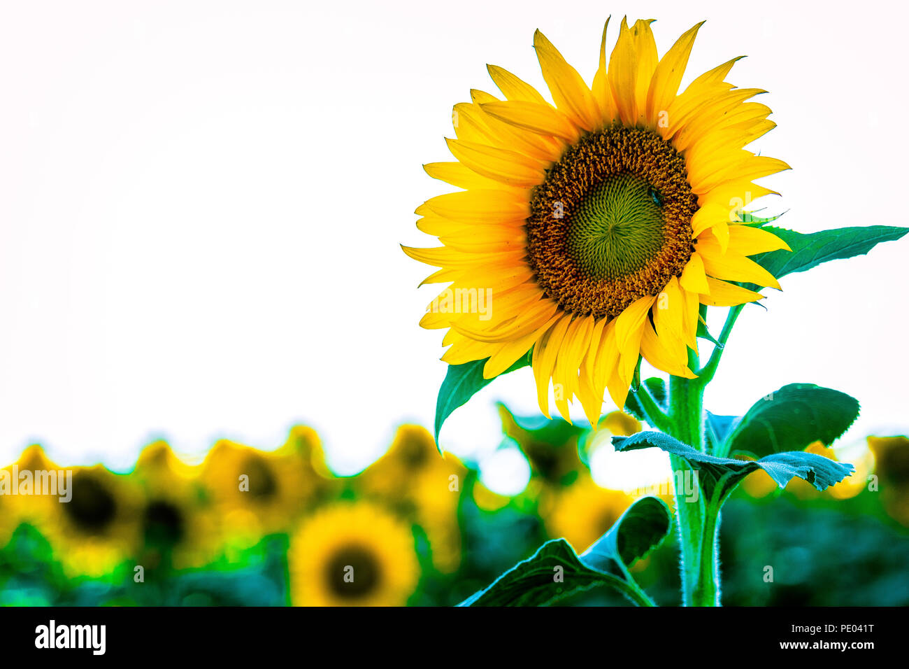 Sunflower field pictures hi-res stock photography and images - Alamy