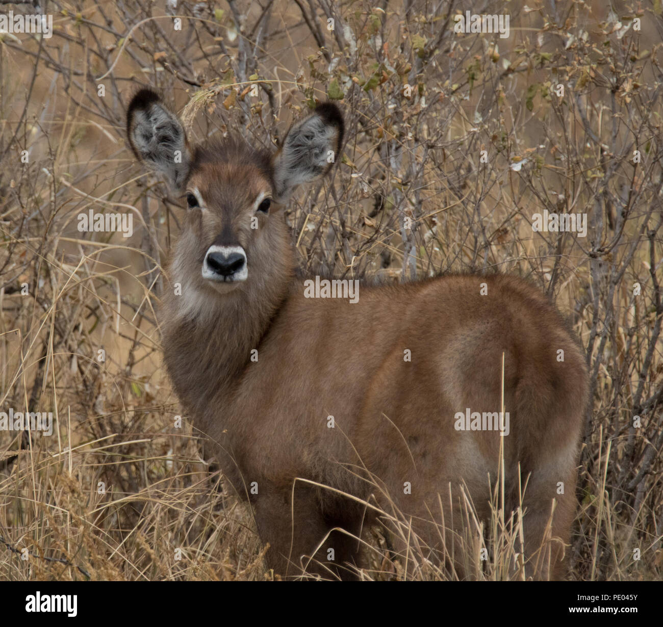 Waterbuck tanzania hi-res stock photography and images - Alamy