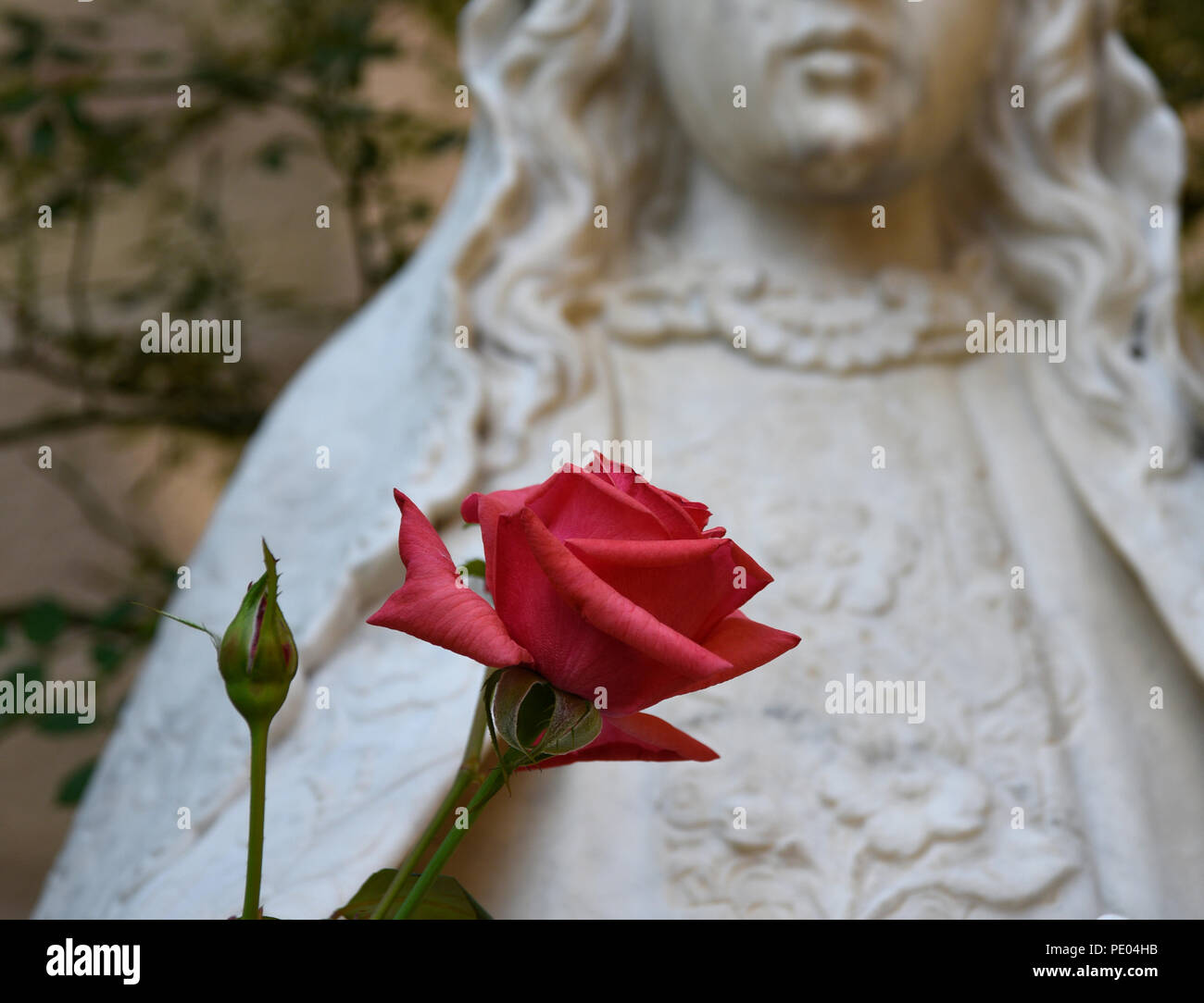 A red rose in front of a stone statue of La Conquistadora, or Virgin ...