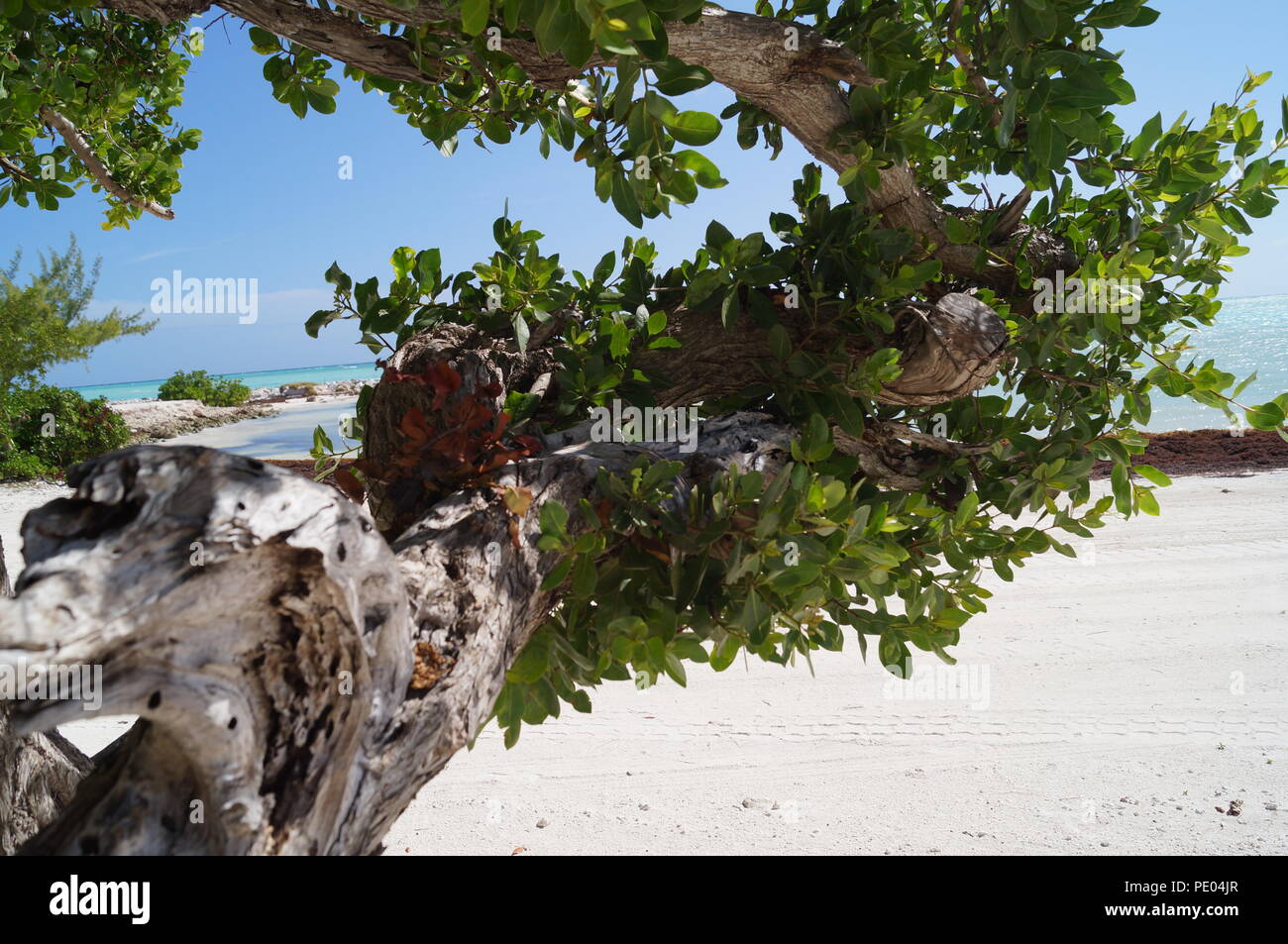 Lovely tree on beach hi-res stock photography and images - Alamy