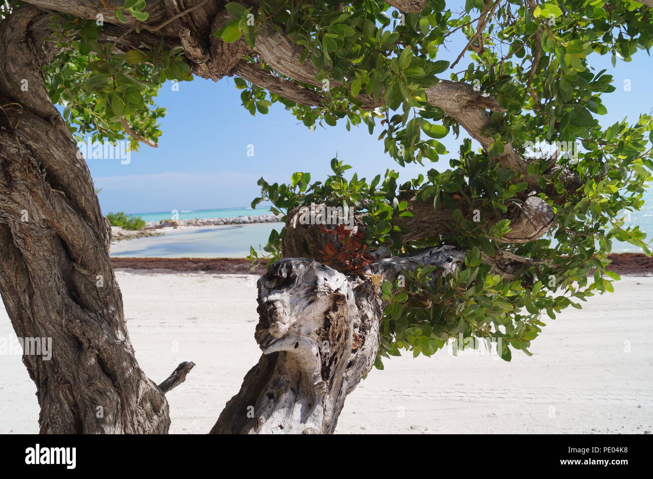 Tree on a lonely beach Stock Photo - Alamy