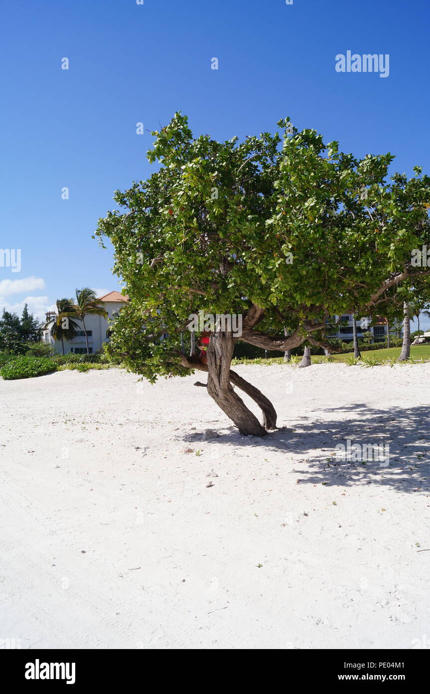 Tree on a lonely beach Stock Photo - Alamy
