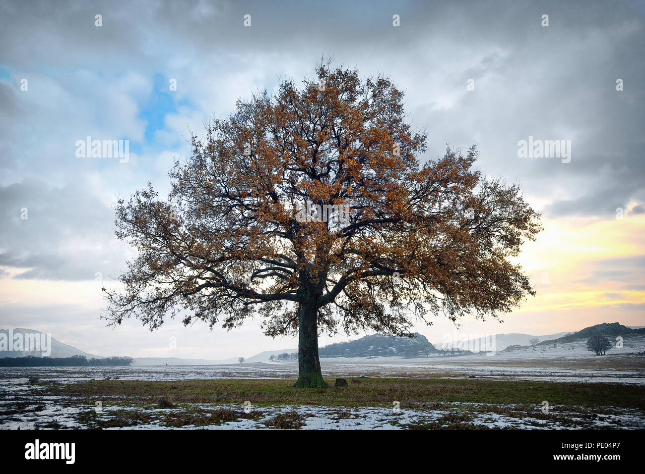 Tree field snow single winter scene landscape oak white hi-res stock ...