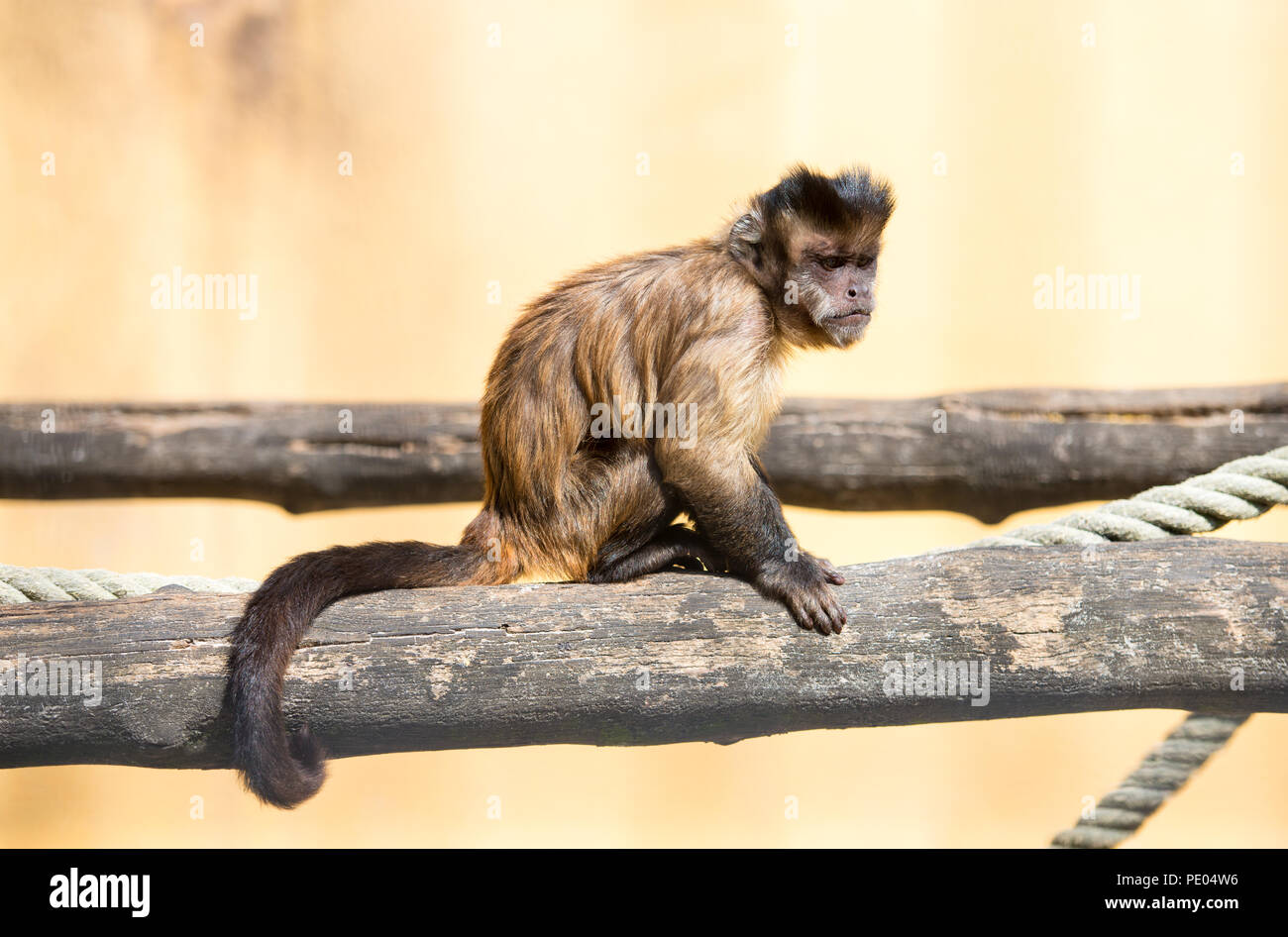 monkey at zoo Stock Photo - Alamy