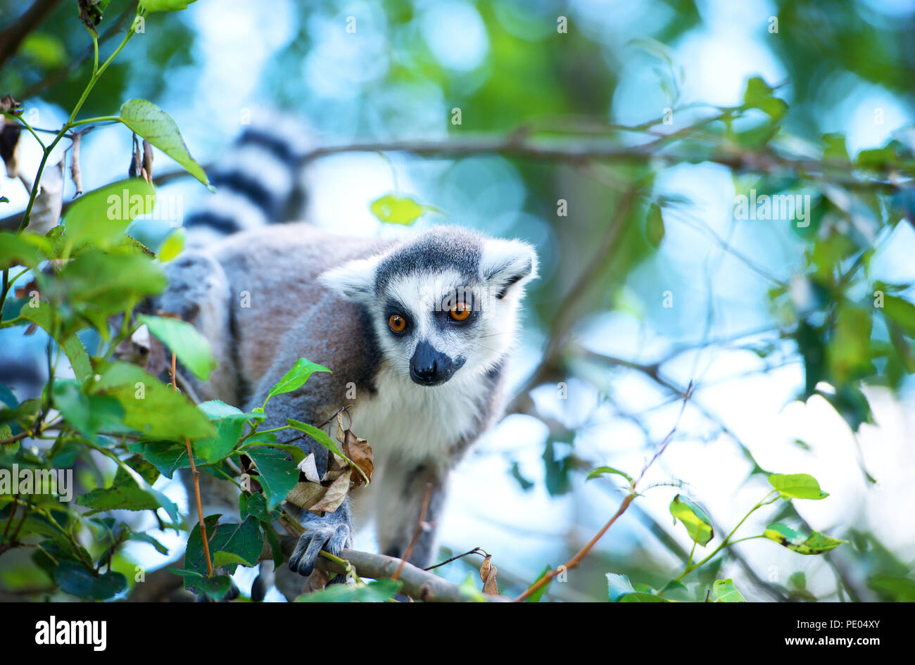 lemur in the tree at zoo Stock Photo - Alamy