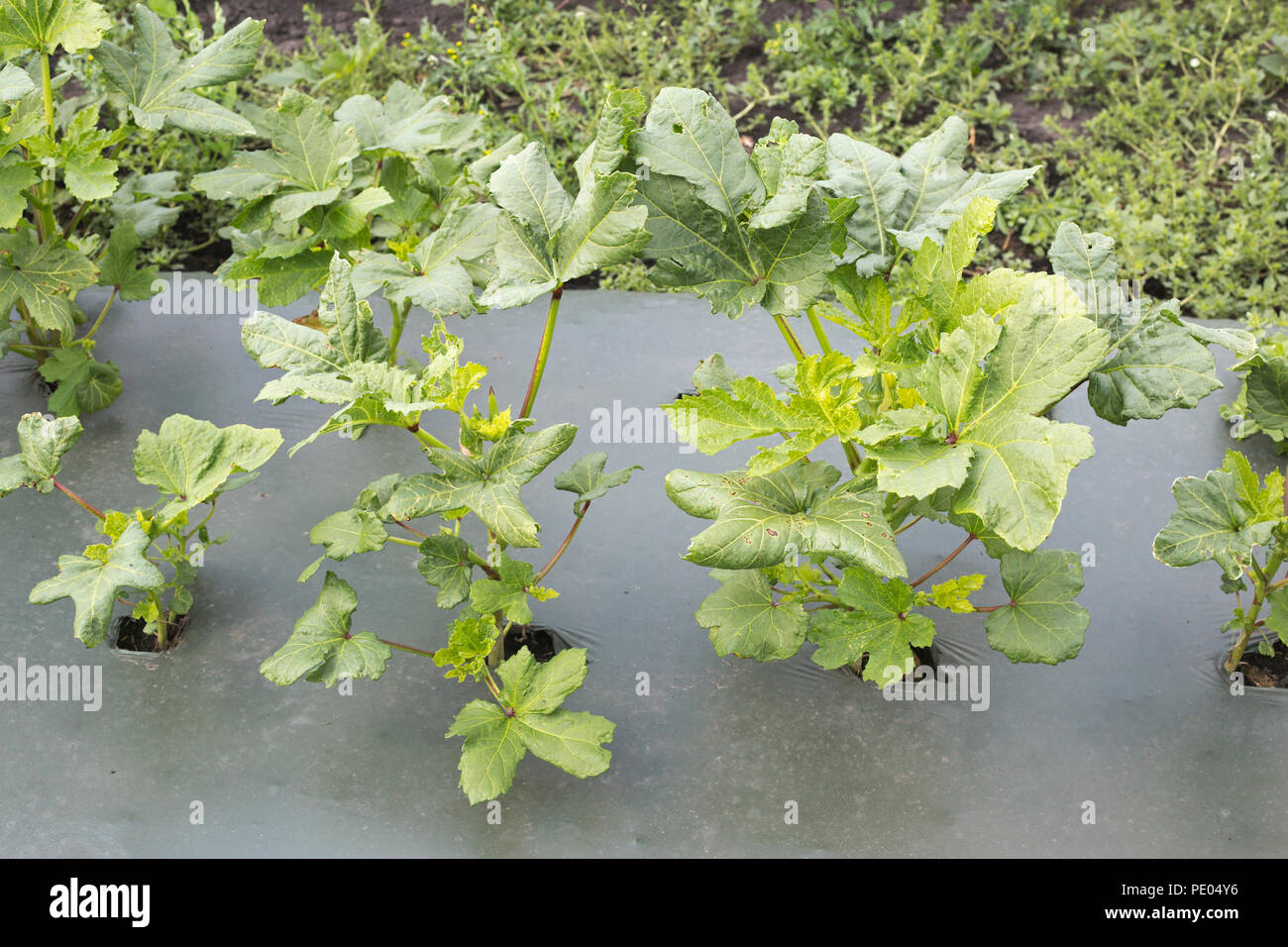 Okra growing in farm field. The plastic covering over the soil prevents ...