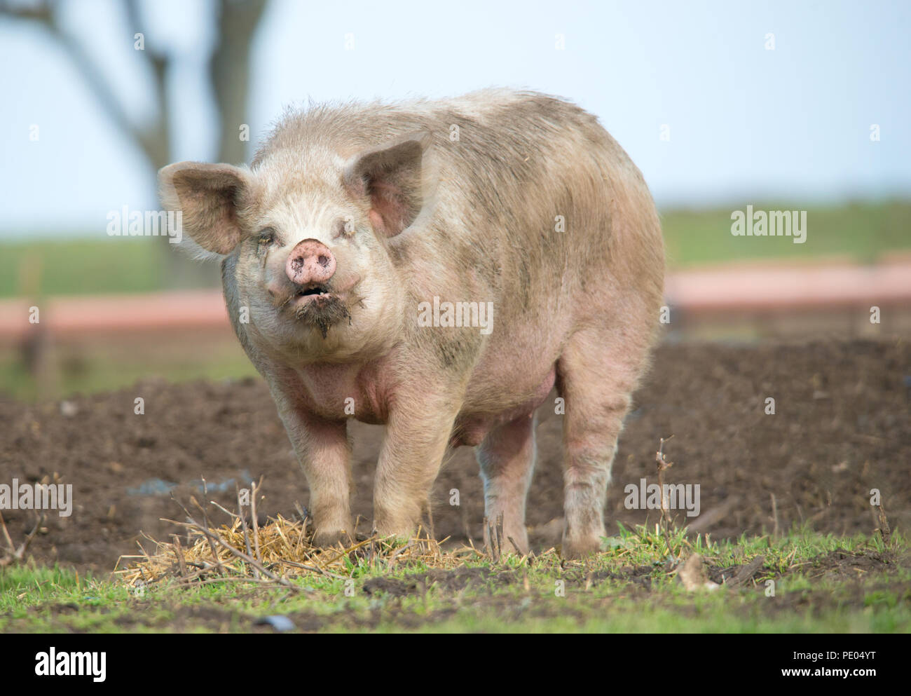 Big pig looking at camera Stock Photo - Alamy