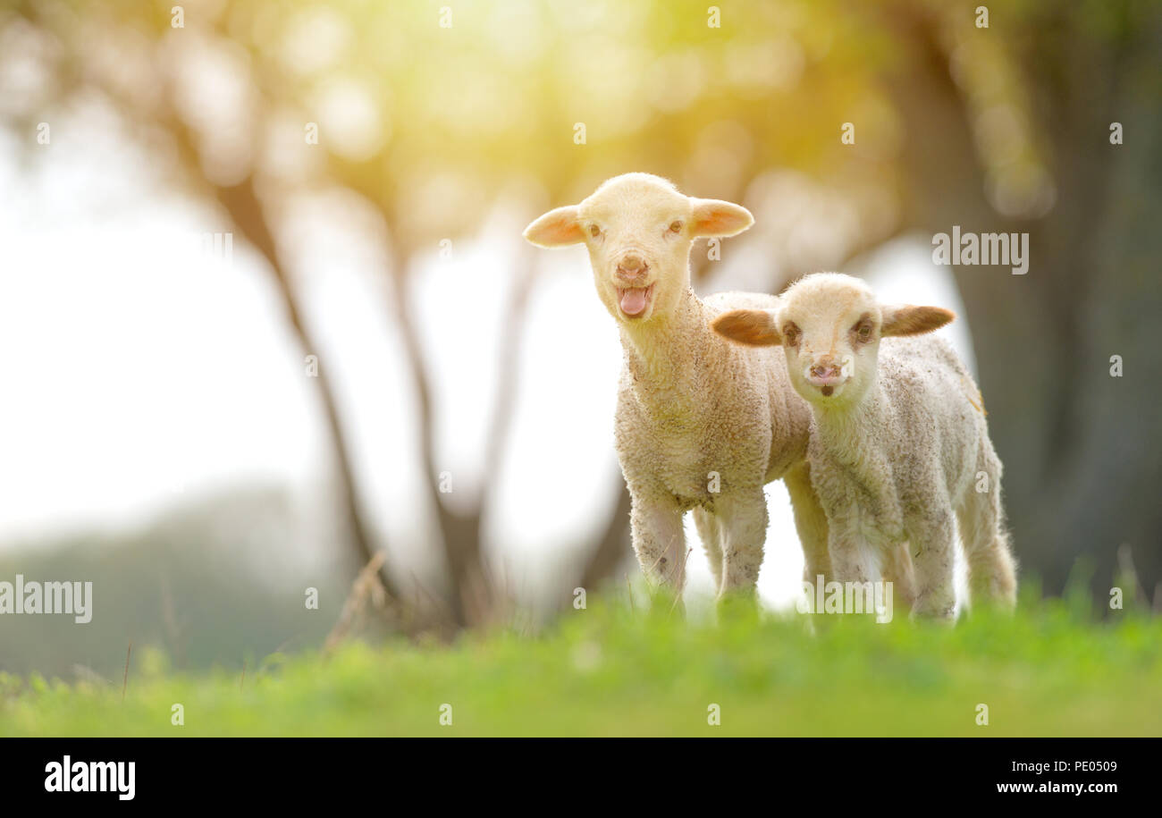 Cute lambs on field in spring Stock Photo - Alamy